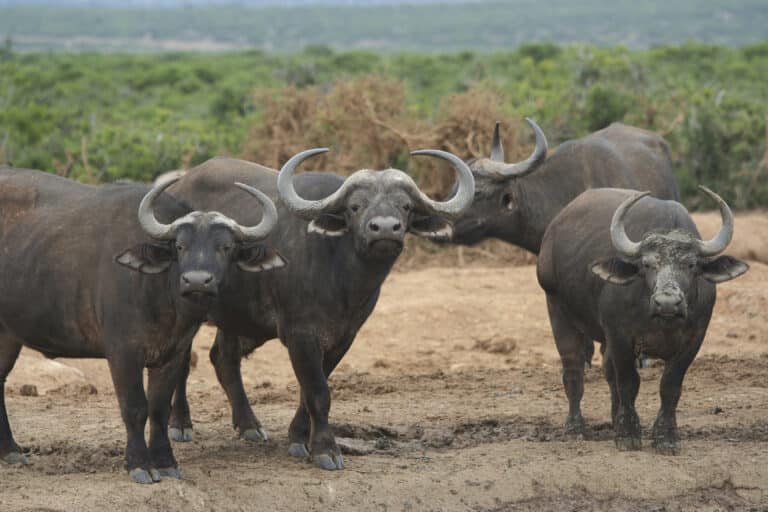 Beyond the Farm: 50 Symbolic Animals in Chinese