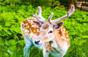 Beyond the Farm: 50 Symbolic Animals in Chinese