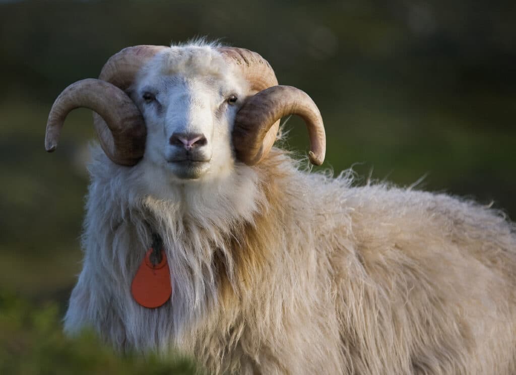 Beyond the Farm: 50 Symbolic Animals in Chinese | FluentU Mandarin Chinese