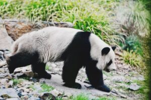 75+ Animals in Chinese and Their Cultural Significance (Audio Included ...