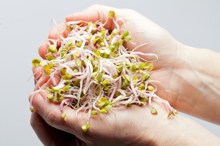 34 Vegetables in Chinese, Plus Bonus Phrases and Vegetarian Dishes ...