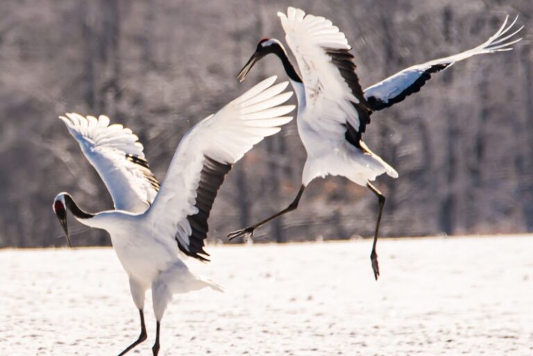 75+ Animals in Chinese and Their Cultural Significance (Audio Included ...