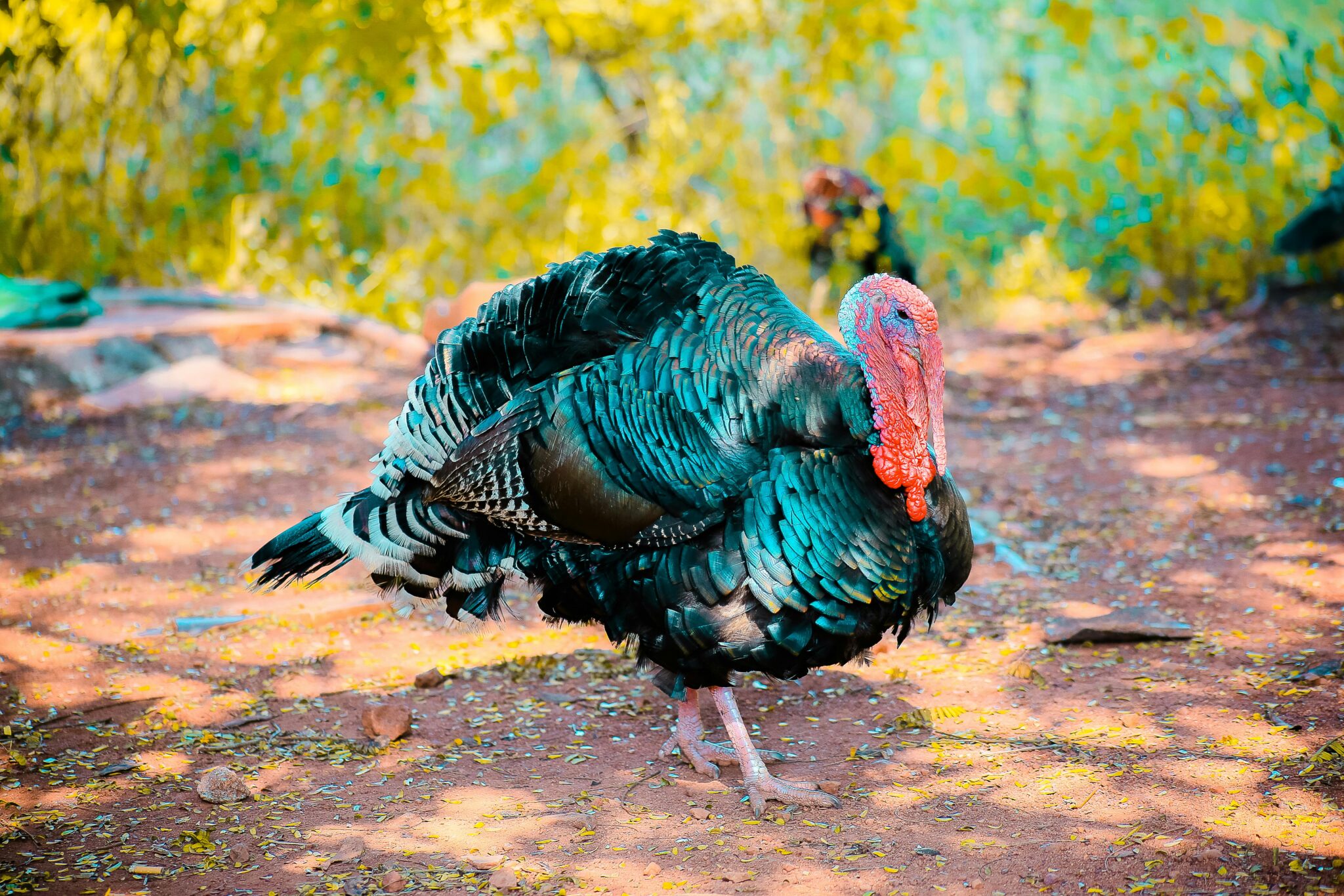 2-Day ESL Thanksgiving Lesson for All Levels | FluentU Language Learning