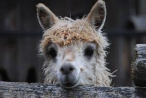 How to Use “Hay” in Spanish | FluentU Language Learning