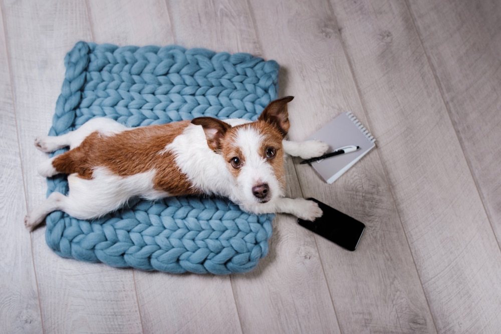 How to Learn Japanese with Anki, Plus 3 Beginner Friendly Decks | FluentU