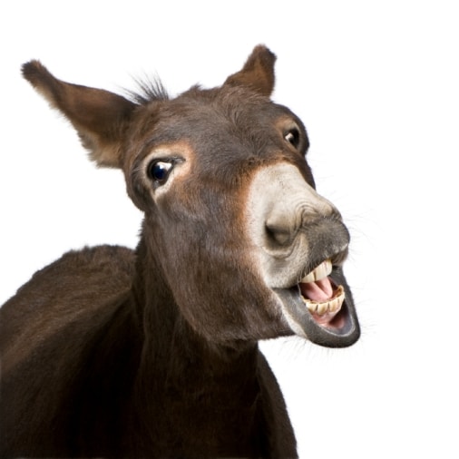 20 Common Animal Sounds in Spanish | FluentU Language Learning