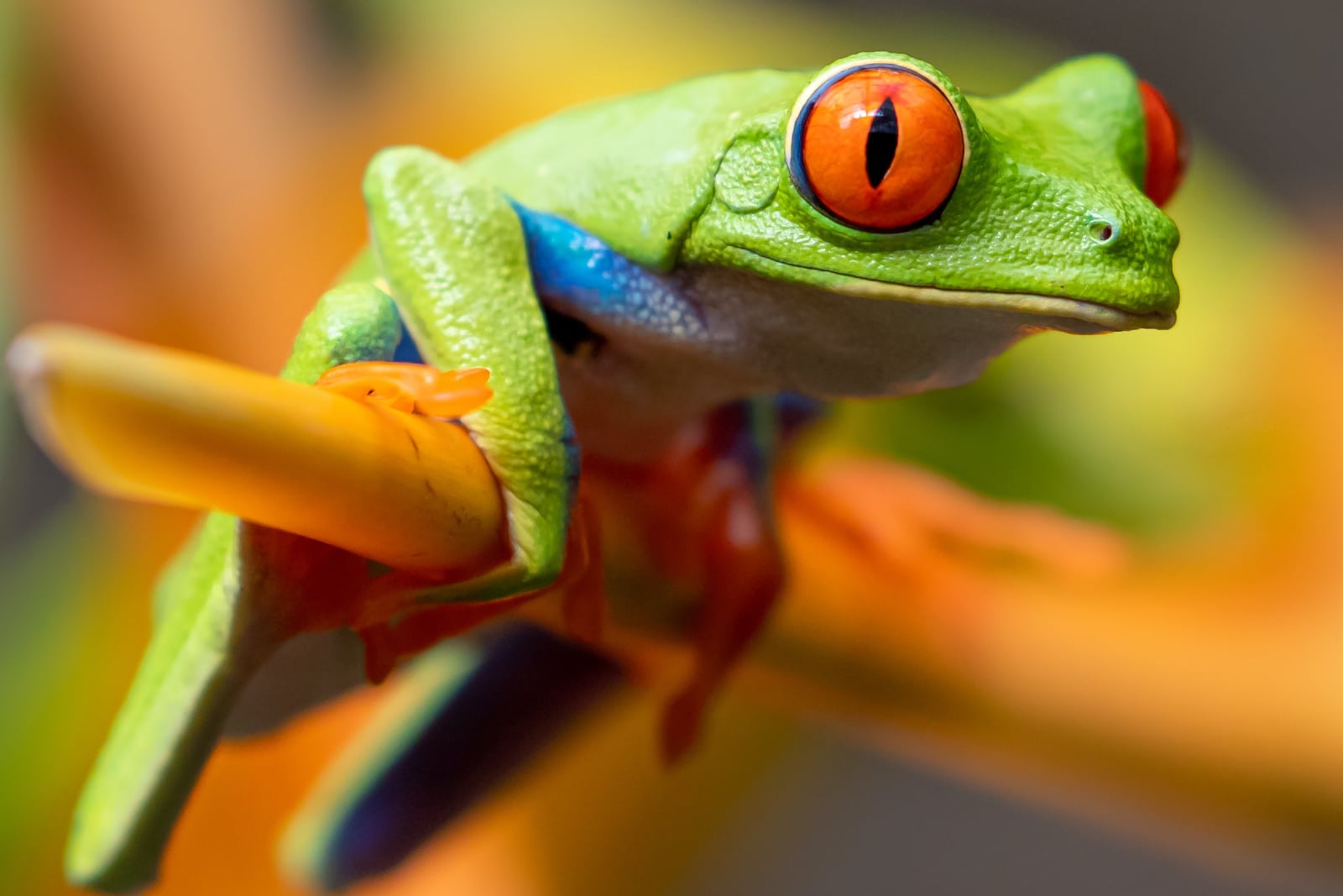 20 Common Animal Sounds in Spanish | FluentU