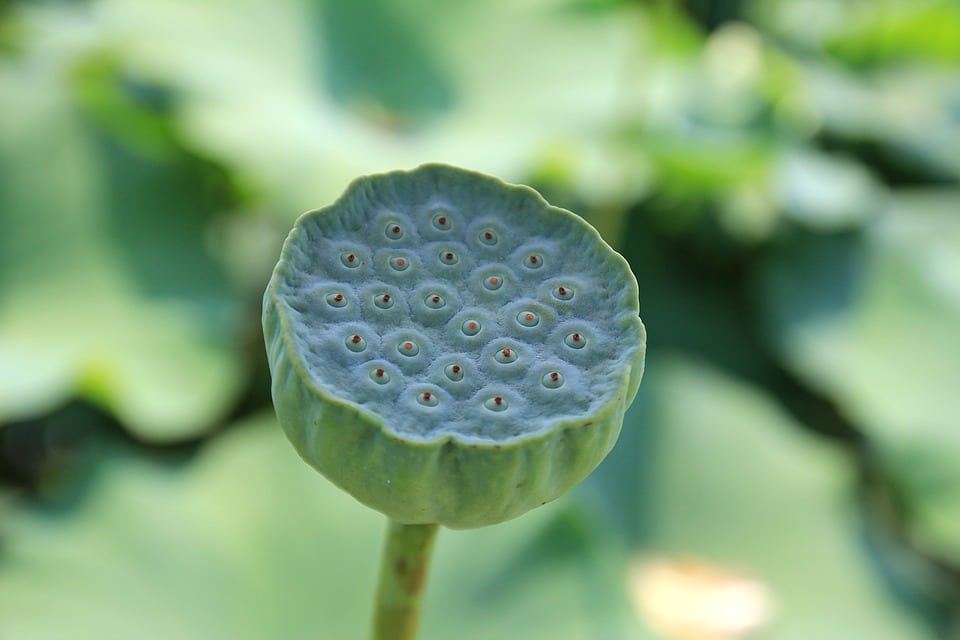 70+ Fruits in Spanish (With Audio) | FluentU