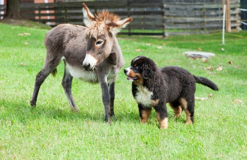 100+ Animals in French: Pets, Farm Animals and More | FluentU