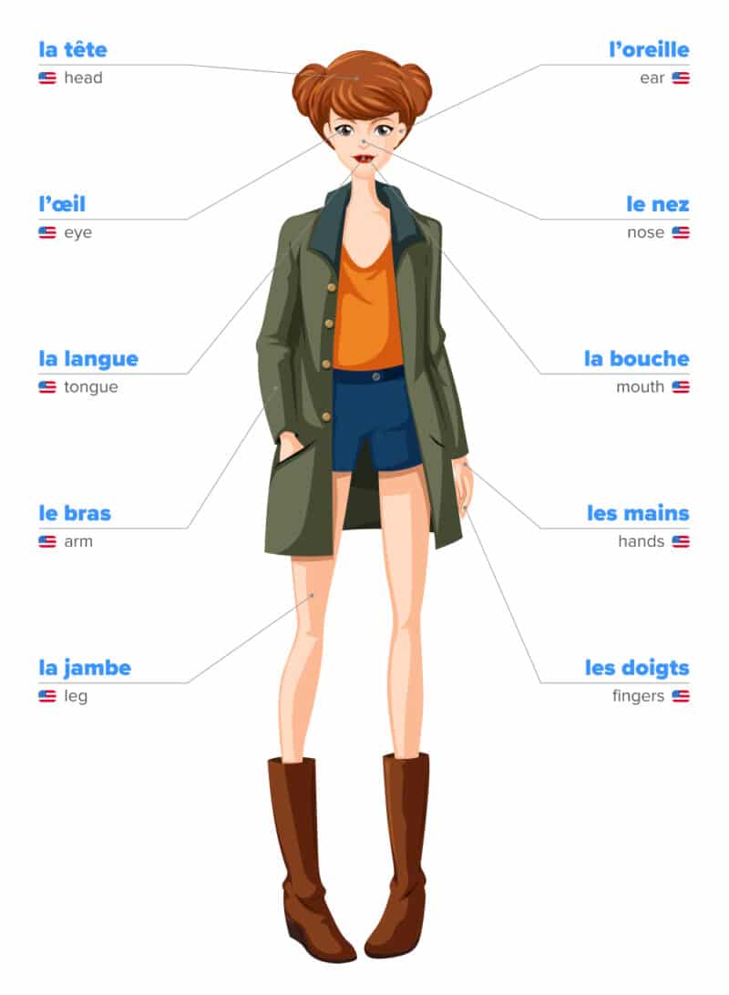 French Body Parts List