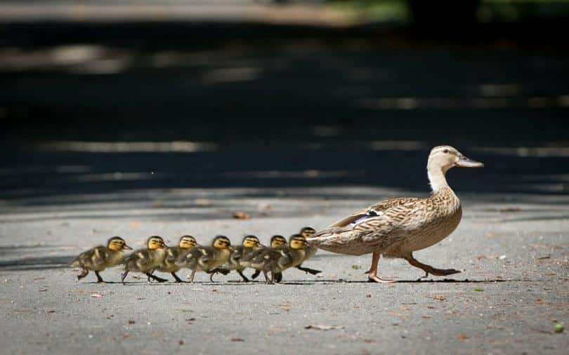34 Common Animal Idioms in English | FluentU