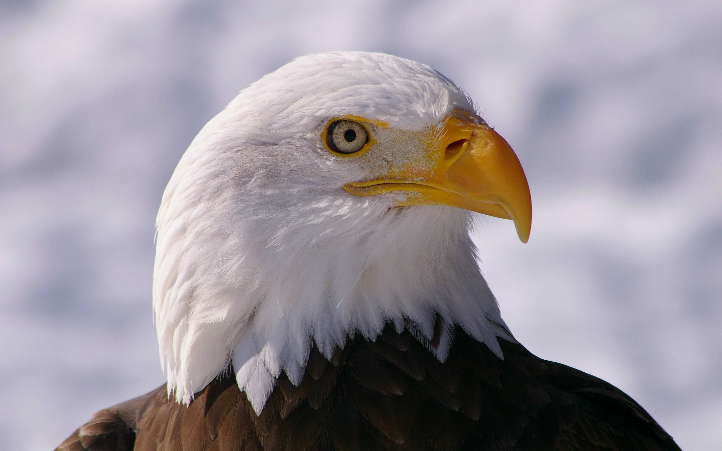 34 Common Animal Idioms in English | FluentU