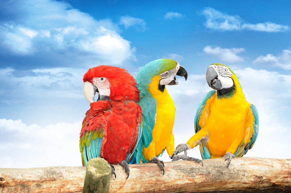 31 Animal Sounds in German | FluentU