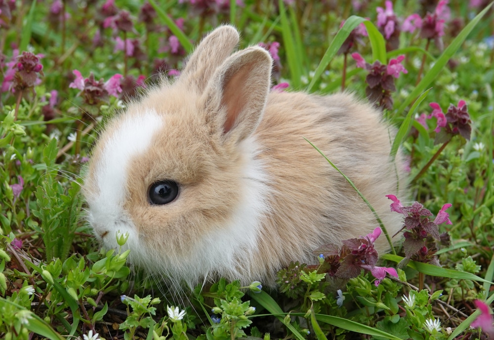 130+ Animals in German | FluentU