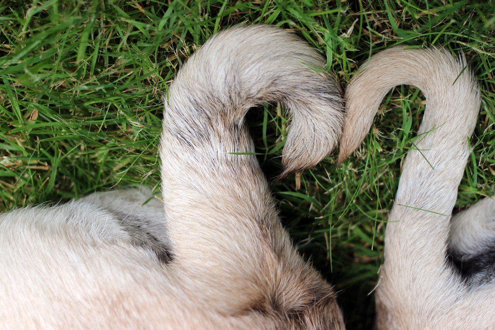 130+ Animals in German | FluentU