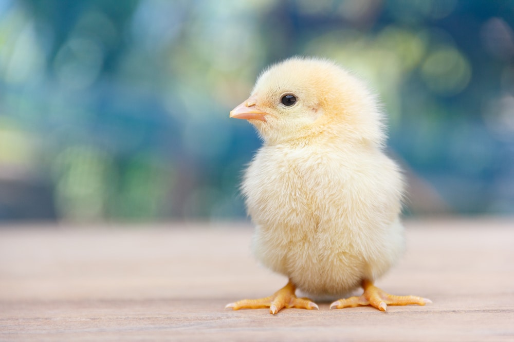 40 German Easter Vocabulary Words with Audio Pronunciation | FluentU