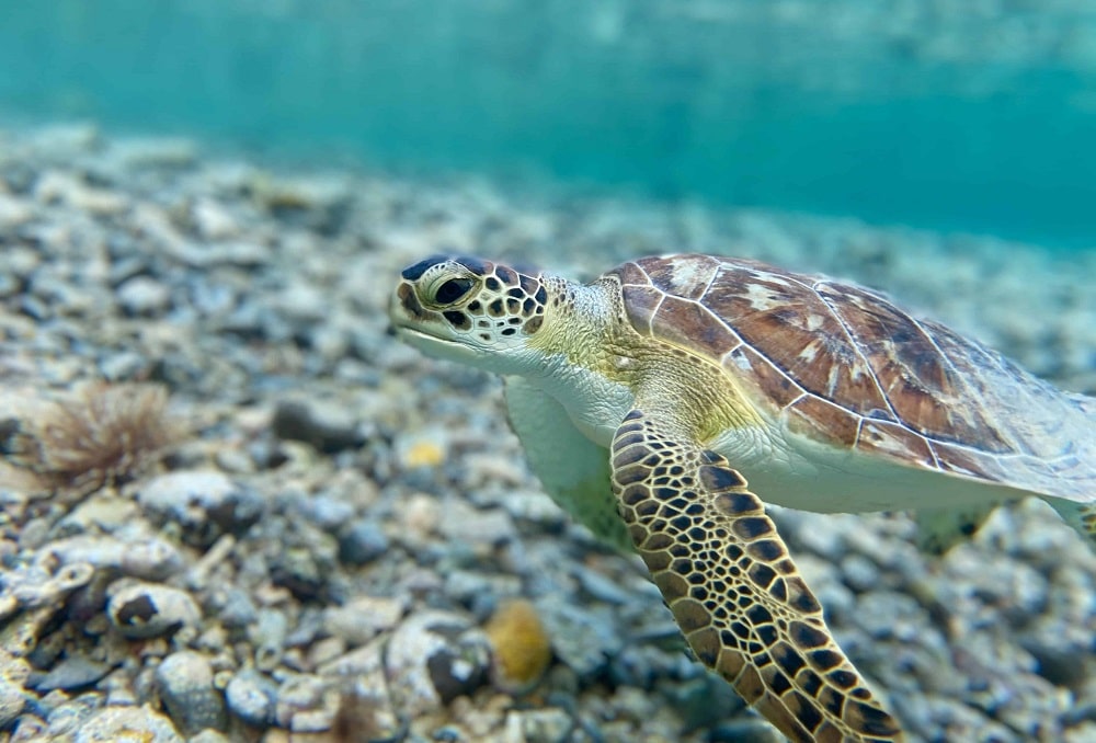 130+ Animals in German | FluentU