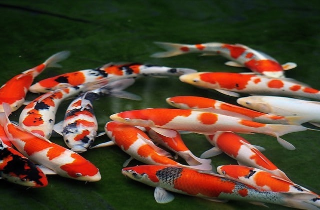 32 Cool Japanese Words We All Use in English | FluentU Language Learning